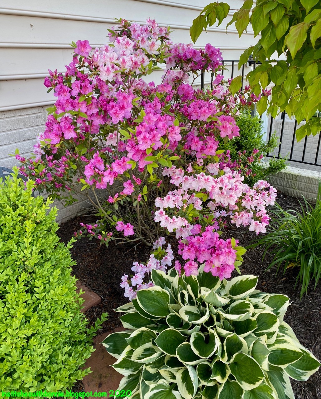 Institches with Bonnie: Monday Meanderings 5 - 11 - 2020