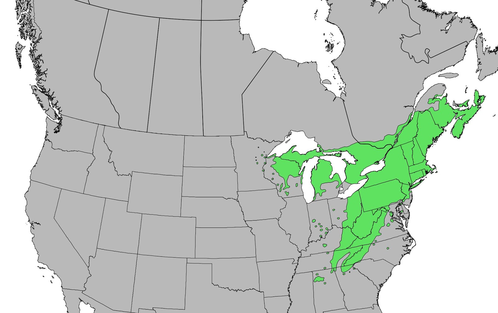 Replant.ca Environmental: The Eastern Hemlock tree (Tsuga canadensis)