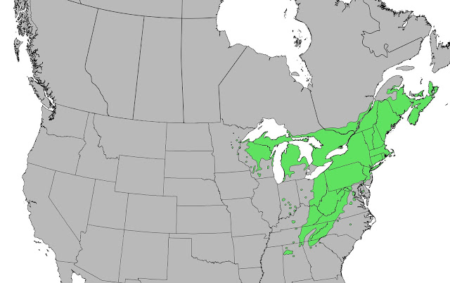 Replant.ca Environmental: The Eastern Hemlock tree (Tsuga canadensis)