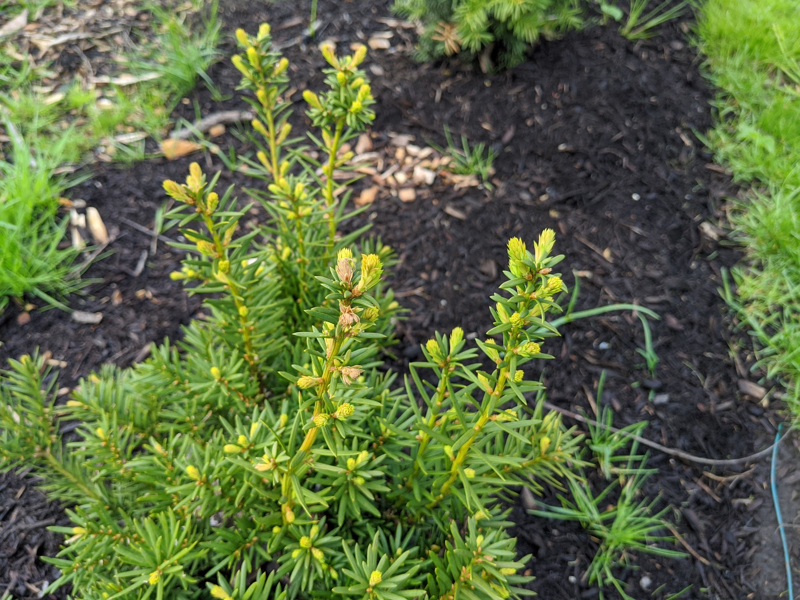 Hicks Yews Hedge - Spring Growth 2020