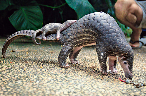 Voordierenblogger: Geweldig nieuws: Wereldwijd meer bescherming voor ...