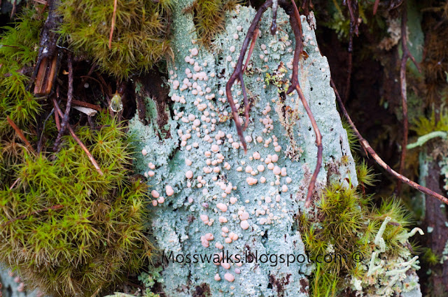Walks with Moss: Vincent Hill, Skokomish River Hunting Camp