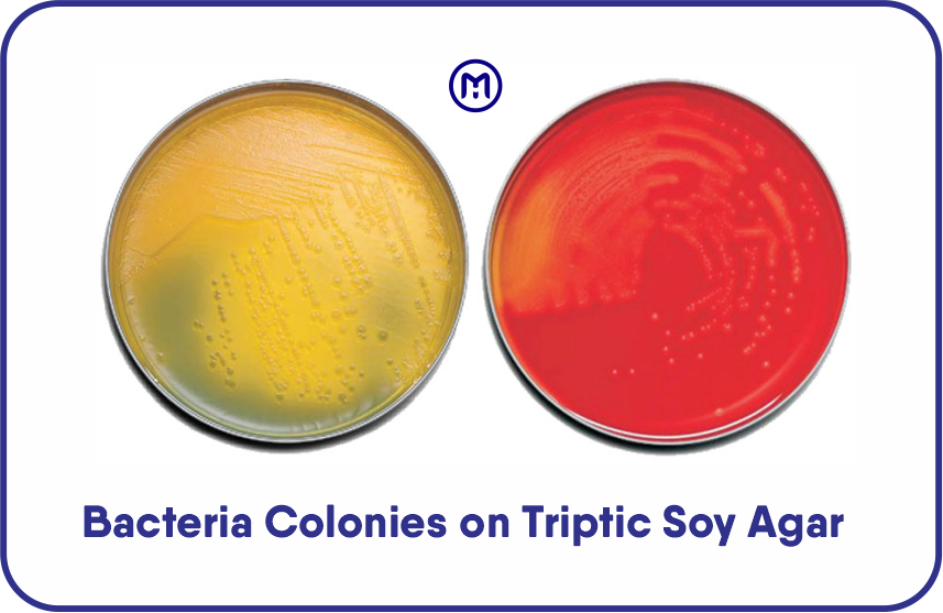 Triptic Soy Agar (TSA) - Definisi, Komposisi, Cara Pembuatan, dan ...