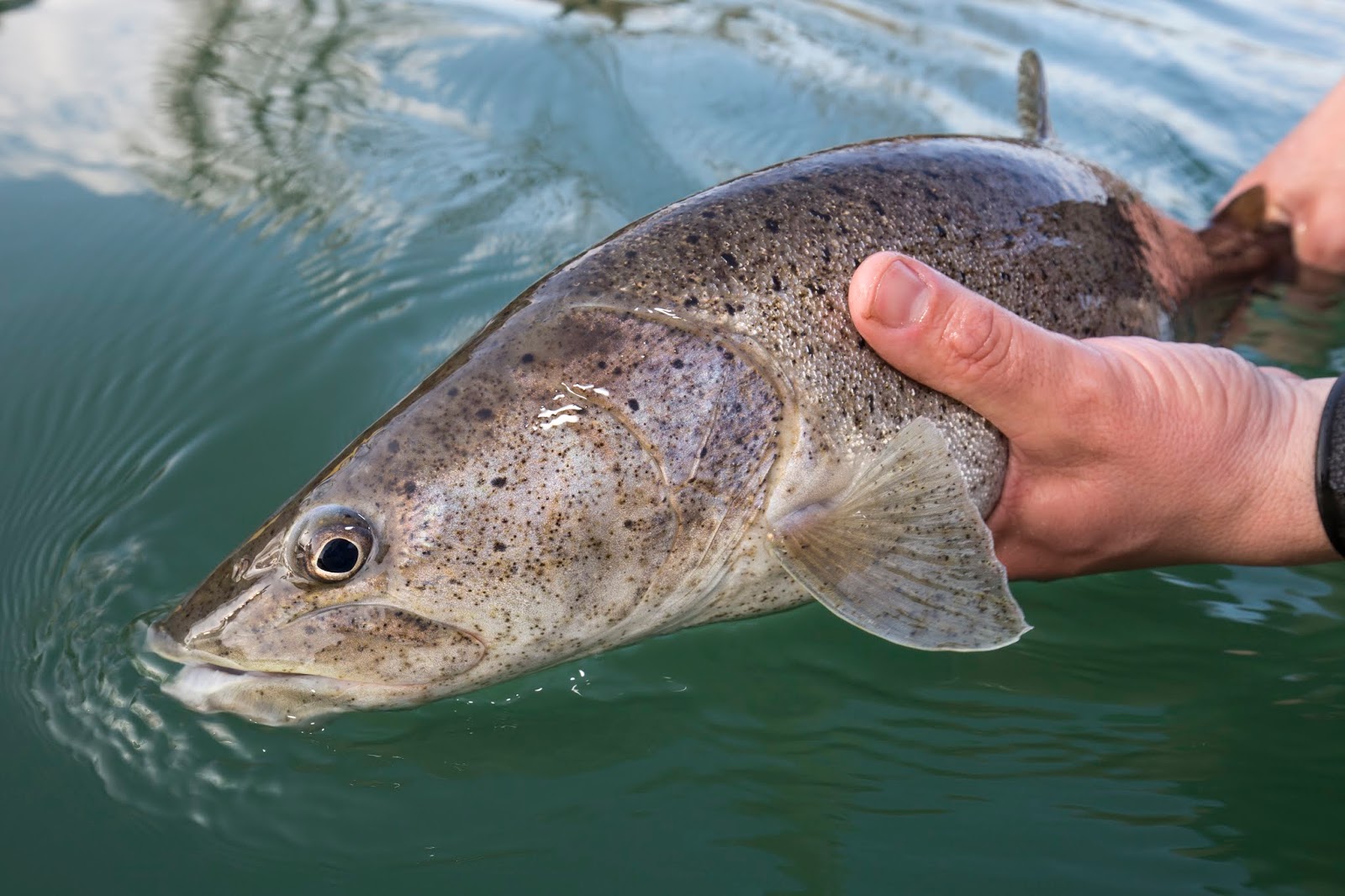 Sam Edmonds Fishing Blog: Huchen fishing on the Una River in Bosnia