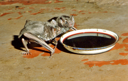 Real Monstrosities: Common Vampire Bat
