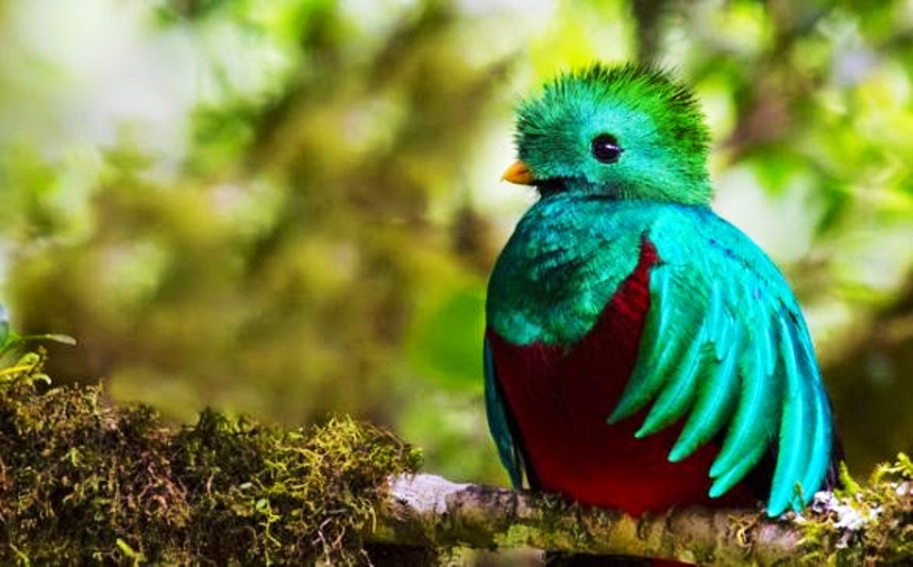 QUETZAL photos - wallpapers (ανανεωμένο) | the fun bank