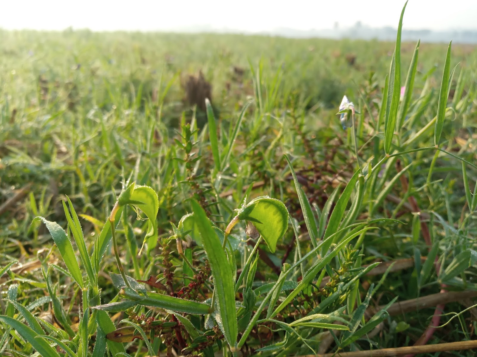Grass In Meaning Field grass-in-meaning-field
