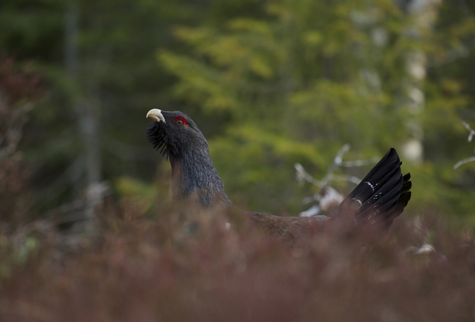 Naturfoto Einar Hugnes: Bare en tiur i "sentrum" av leiken