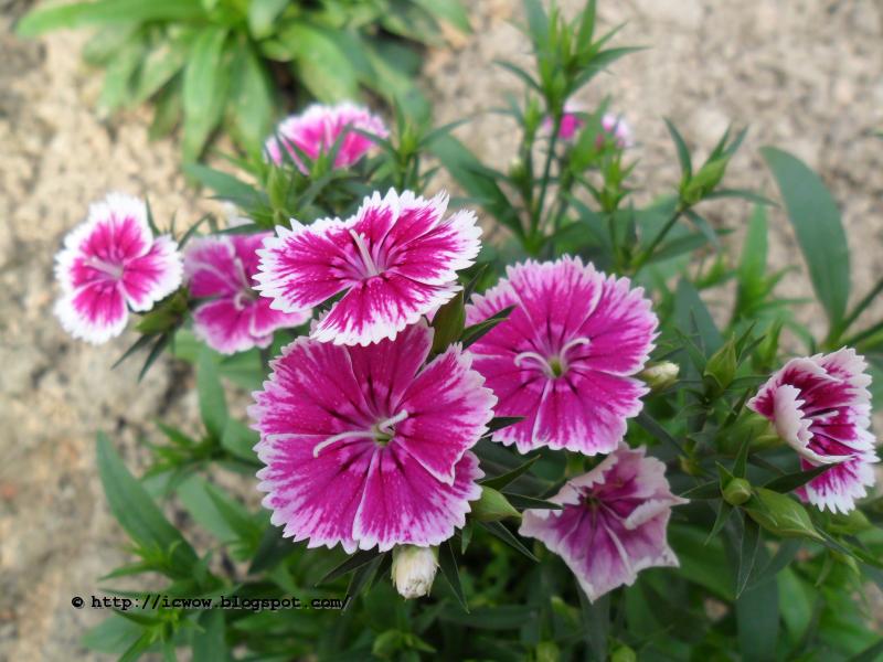 Dianthus Flower(ডায়ানথাস ফুল)