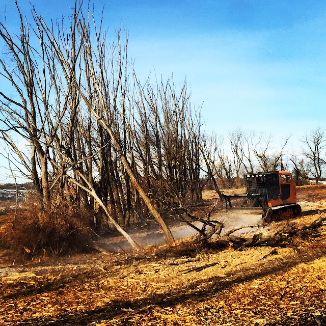 CLEARING PHOTOS | Top Notch Tree Service