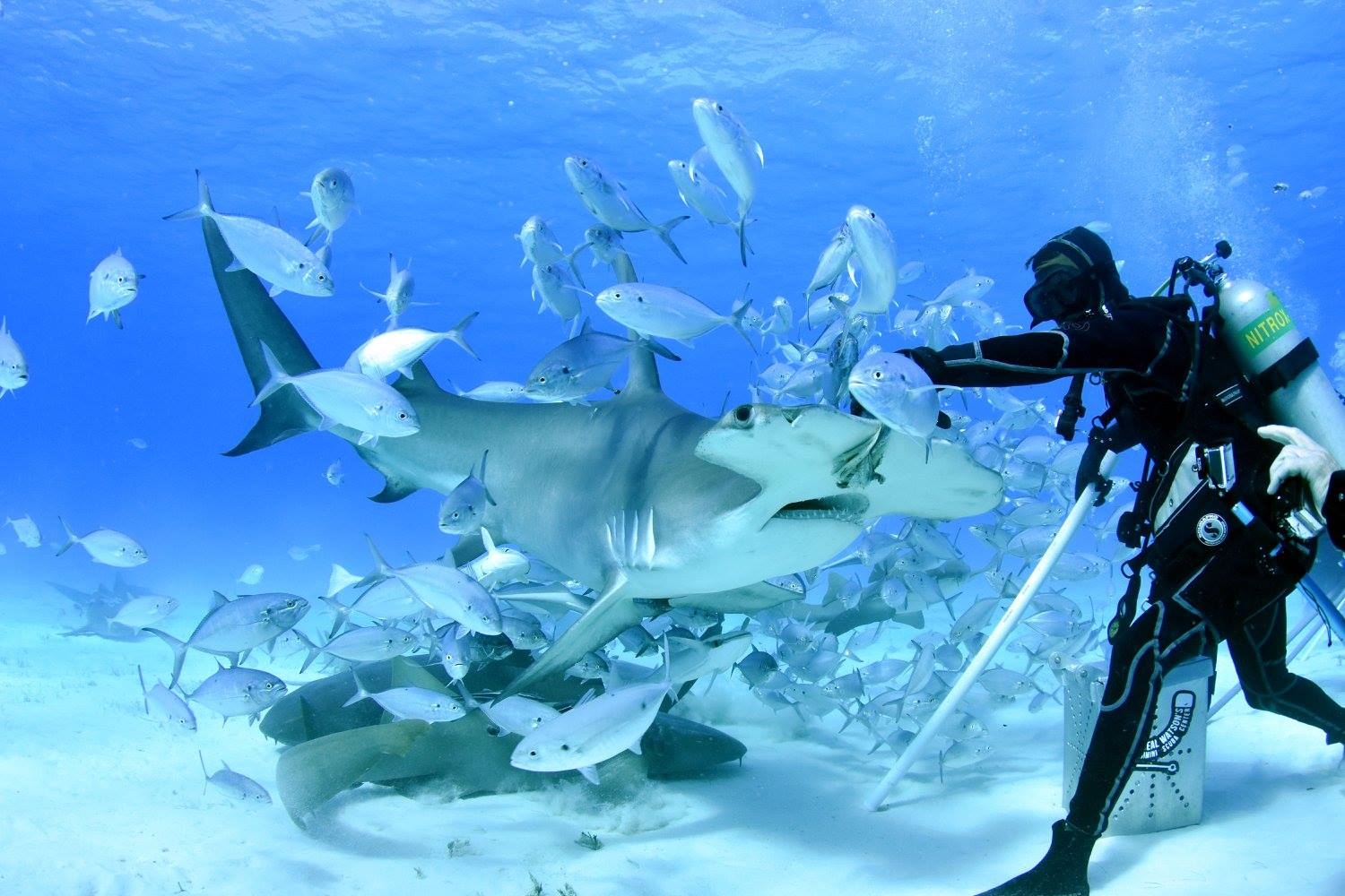 Neal Watson's Bimini Scuba Center Review