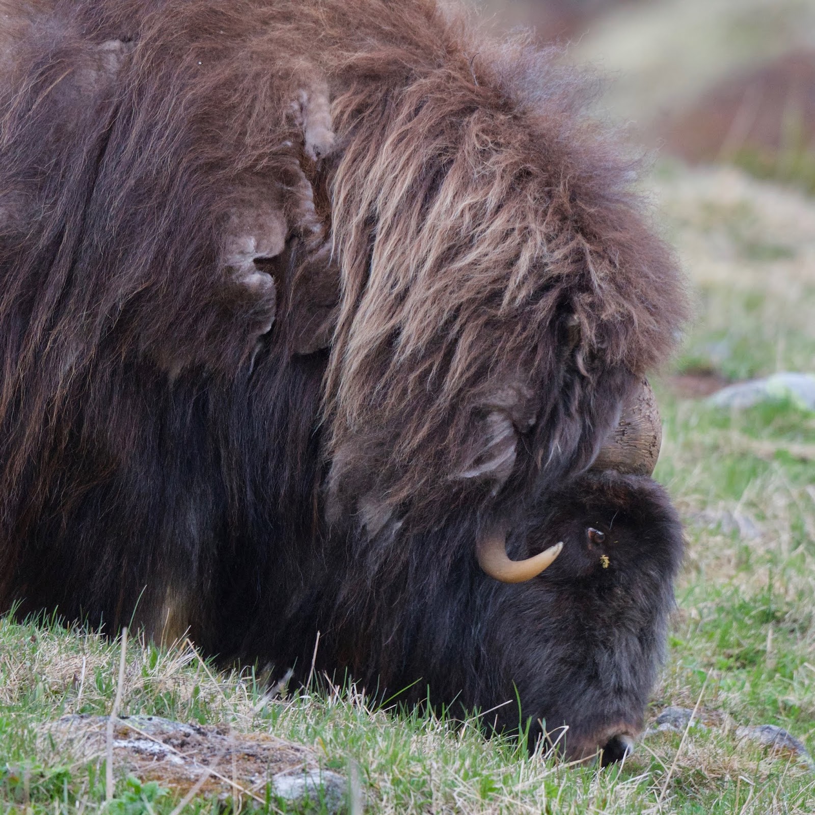 Naturfoto Einar Hugnes: Både moskus og mogop på Dovrefjell