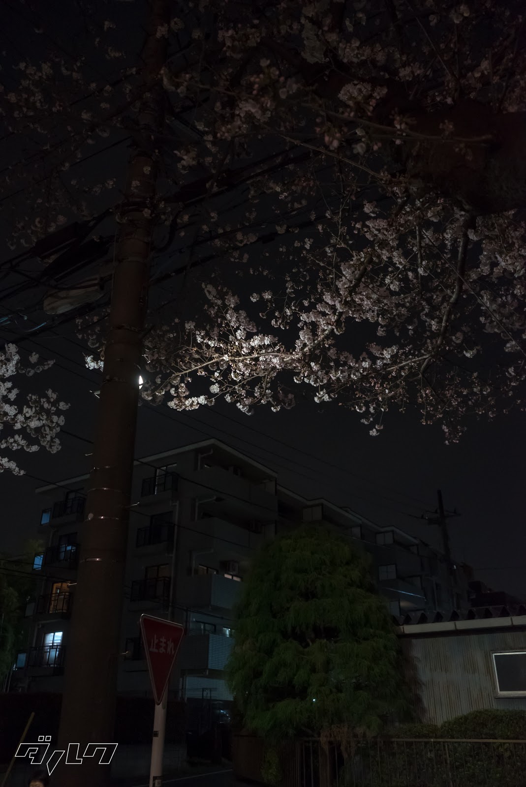 Cold Noodles and Hot Saké: Sakura Nights #RandomJapan