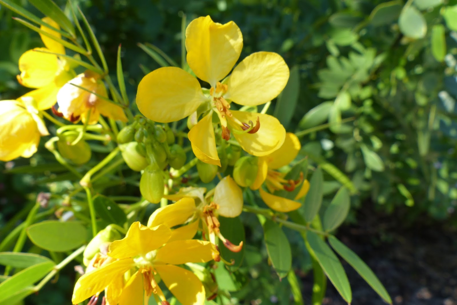 Cassia Tree Varieties