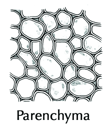 Parenchyma