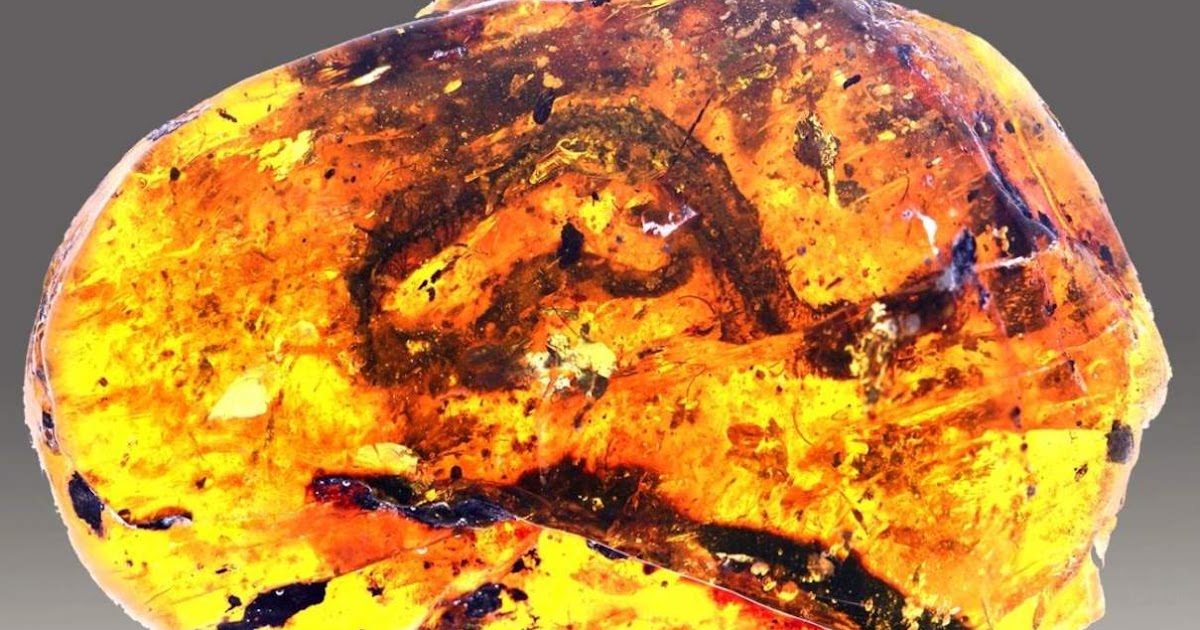 Rare Baby Snake Fossil Found in Amber | Geology In