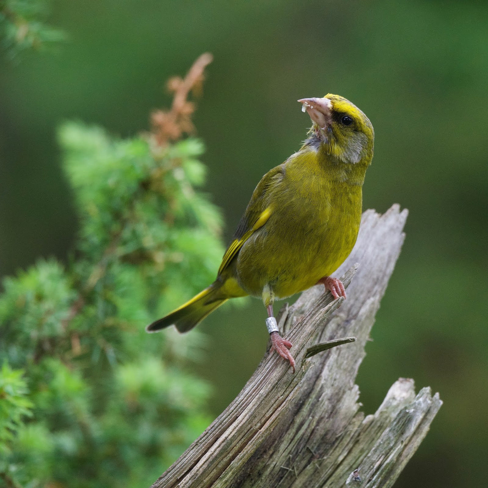 Naturfoto Einar Hugnes: Godt med unge og voksne småfugler på foringa!