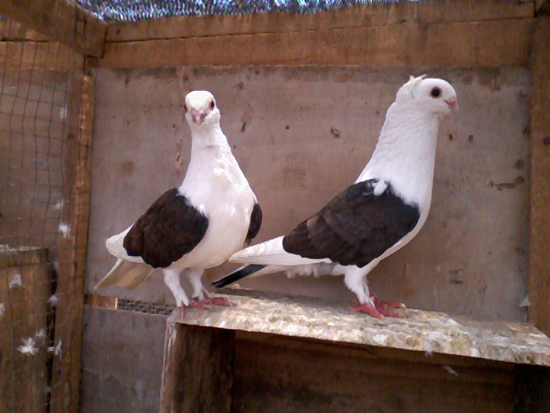 merpati hias: Jual Merpati Hias Aneka Jenis