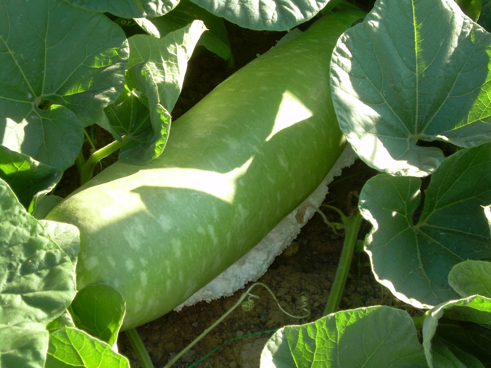 Candi y Su Huerta: Calabazas 2012