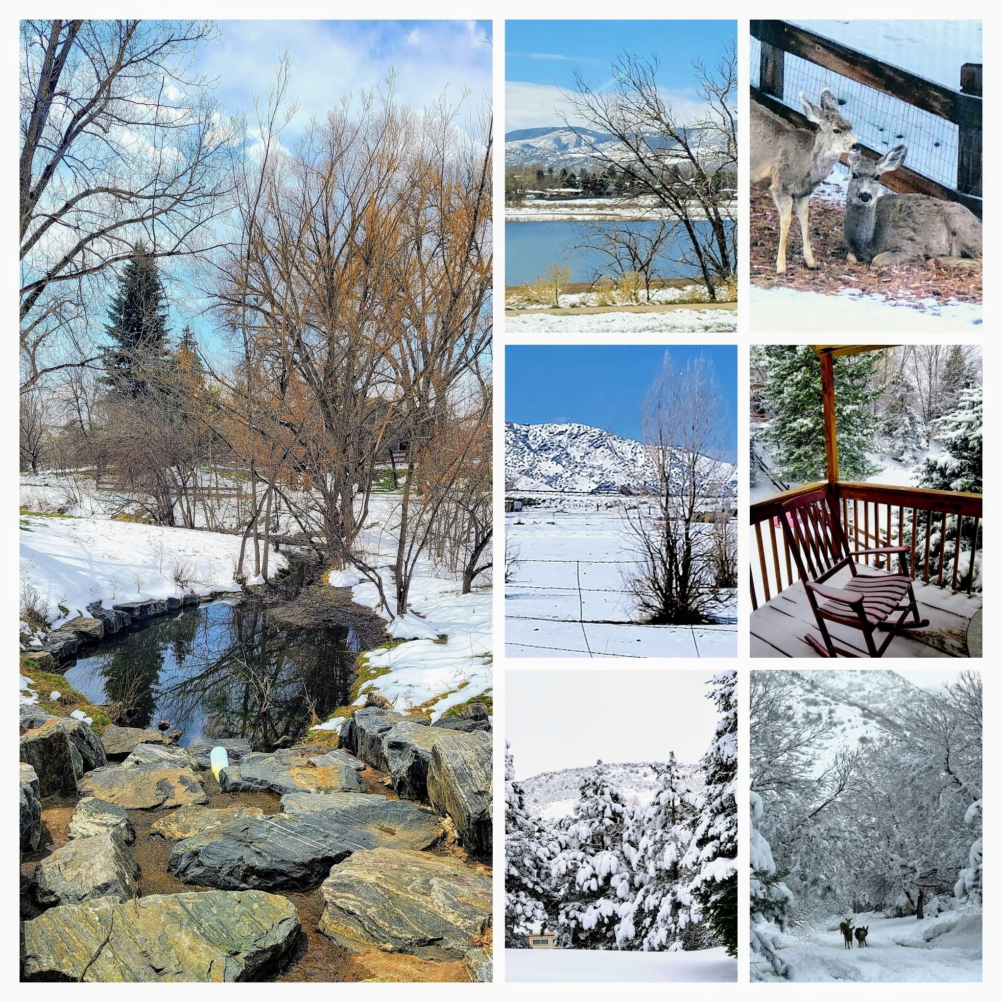 Mille Fiori Favoriti: Early Spring in Colorado