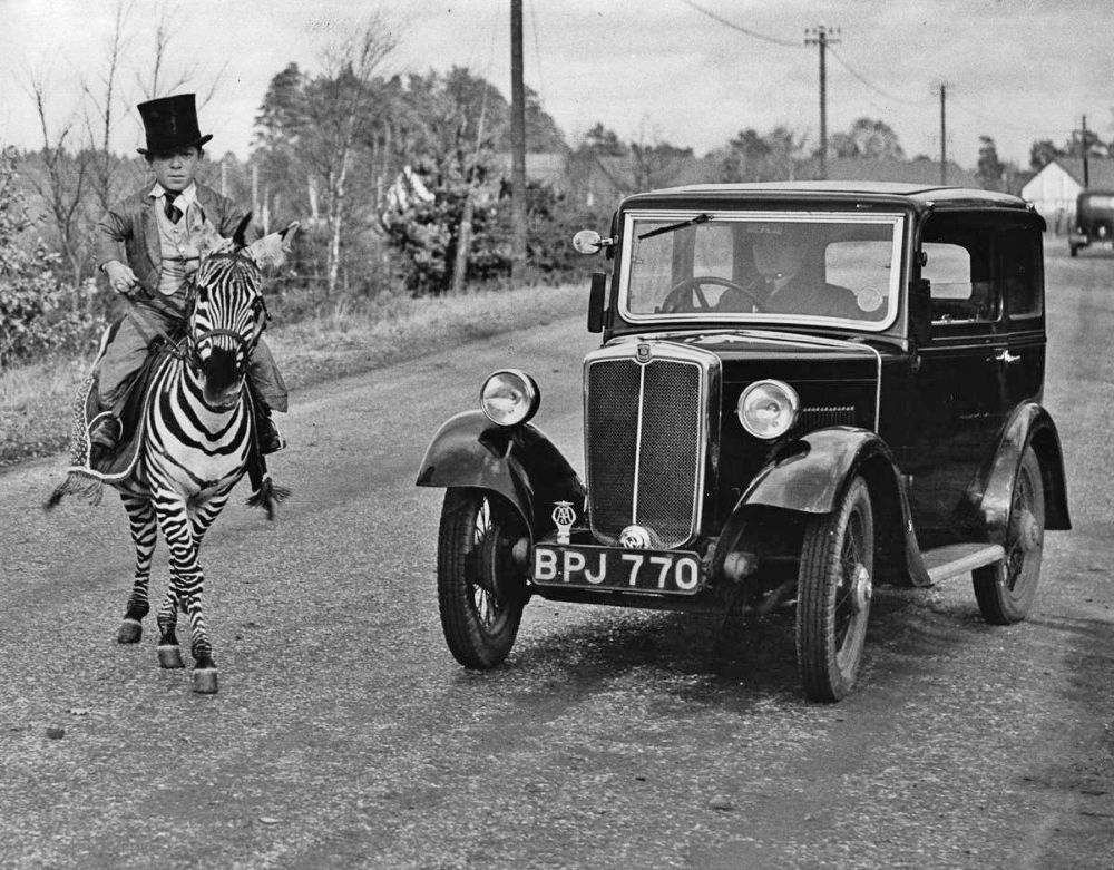 16 Vintage Photographs That Show People Riding Zebras From the Late ...