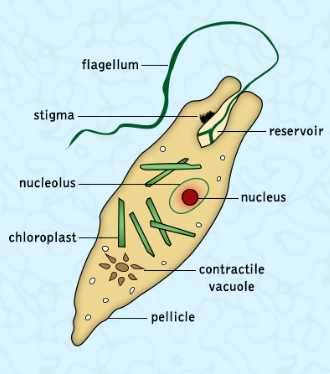 Introduction to Phylum Protozoa - Zoologist World
