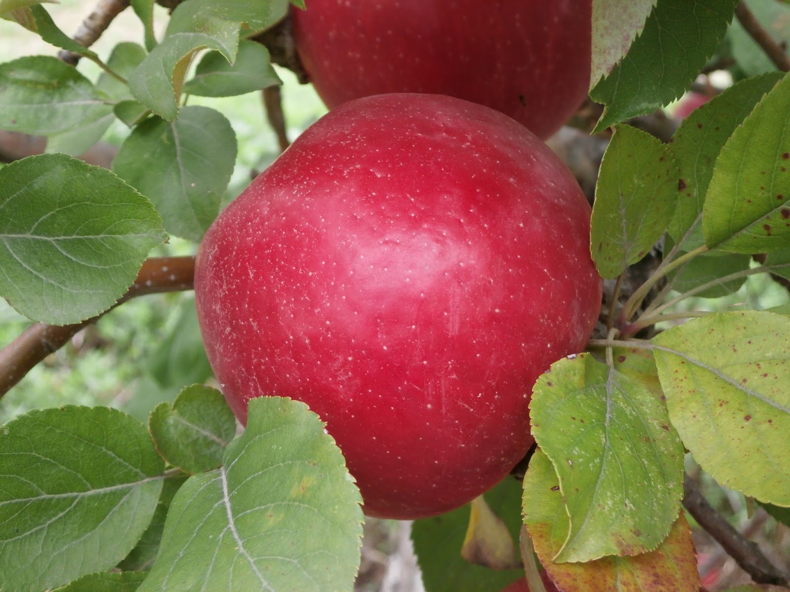 Red Apple Varieties