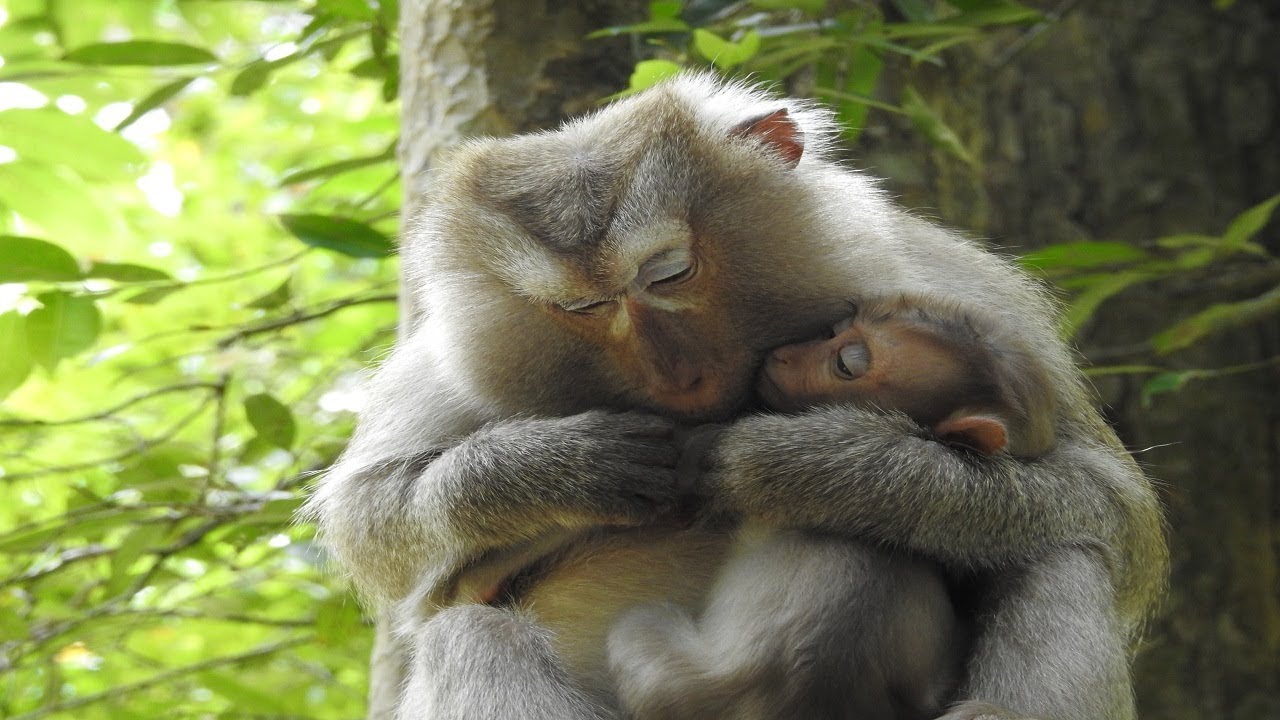 the first monkey - philippin news collections