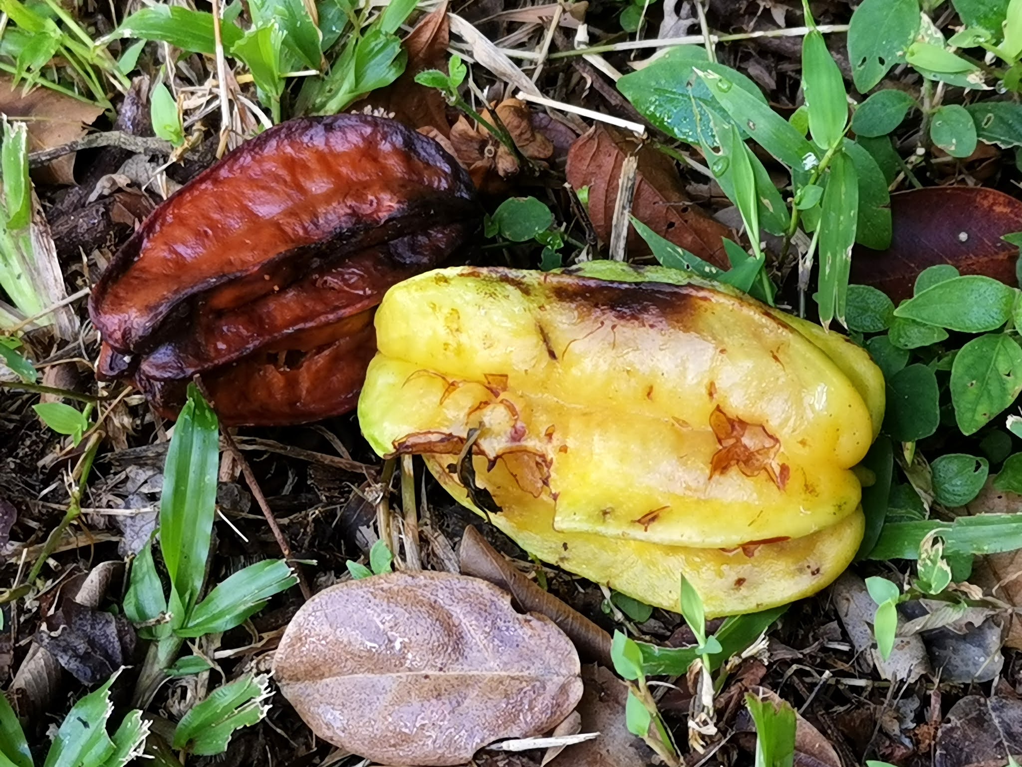 Foraging Edible Wild Fruits & Flowers @ Dempsey Hill. Fun Way to Clock ...