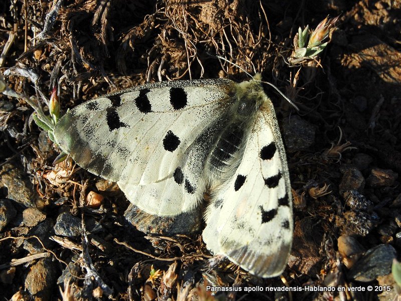 Hablando en verde: Mariposa apolo, Parnassius apollo nevadensis