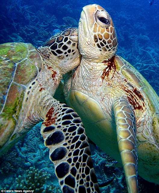 White Wolf : Incredible photos captures the moment a pair of green ...