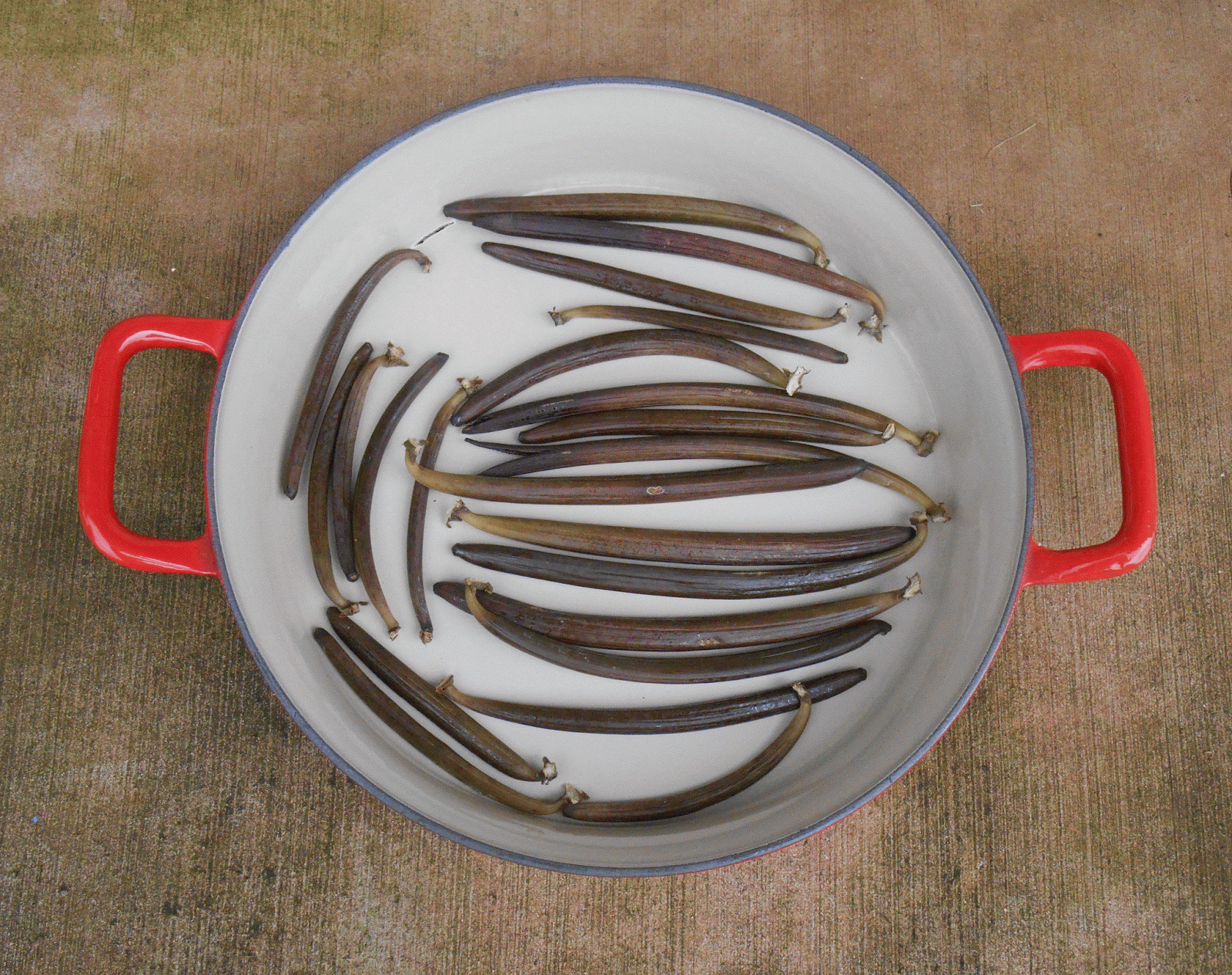 A Kitchen Garden in Kihei Maui: Growing Vanilla Beans