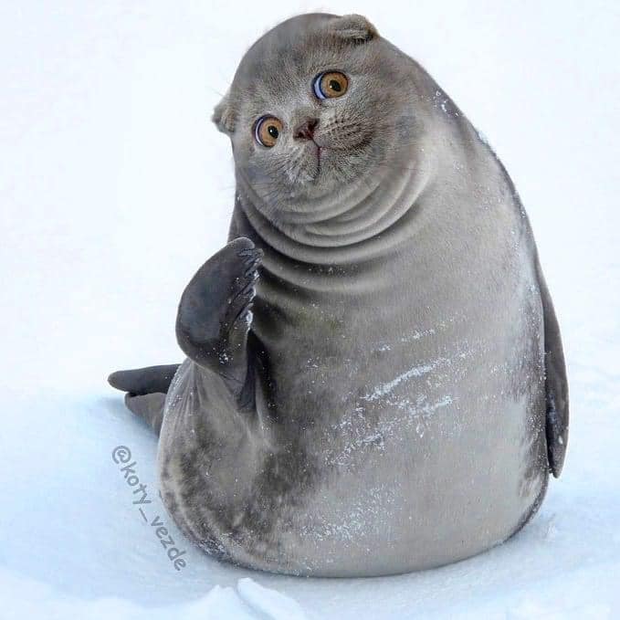 Linda Mooney's Other Worlds of Romance: Cat Morphs by Koty Vezde