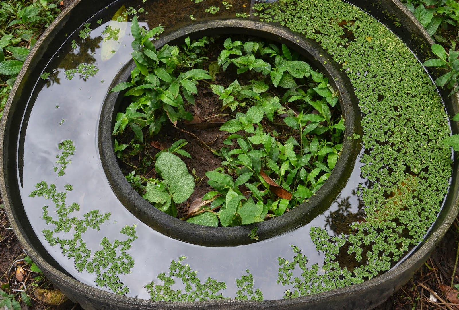 Philippine Culture and Surprises: How to make an azolla pond