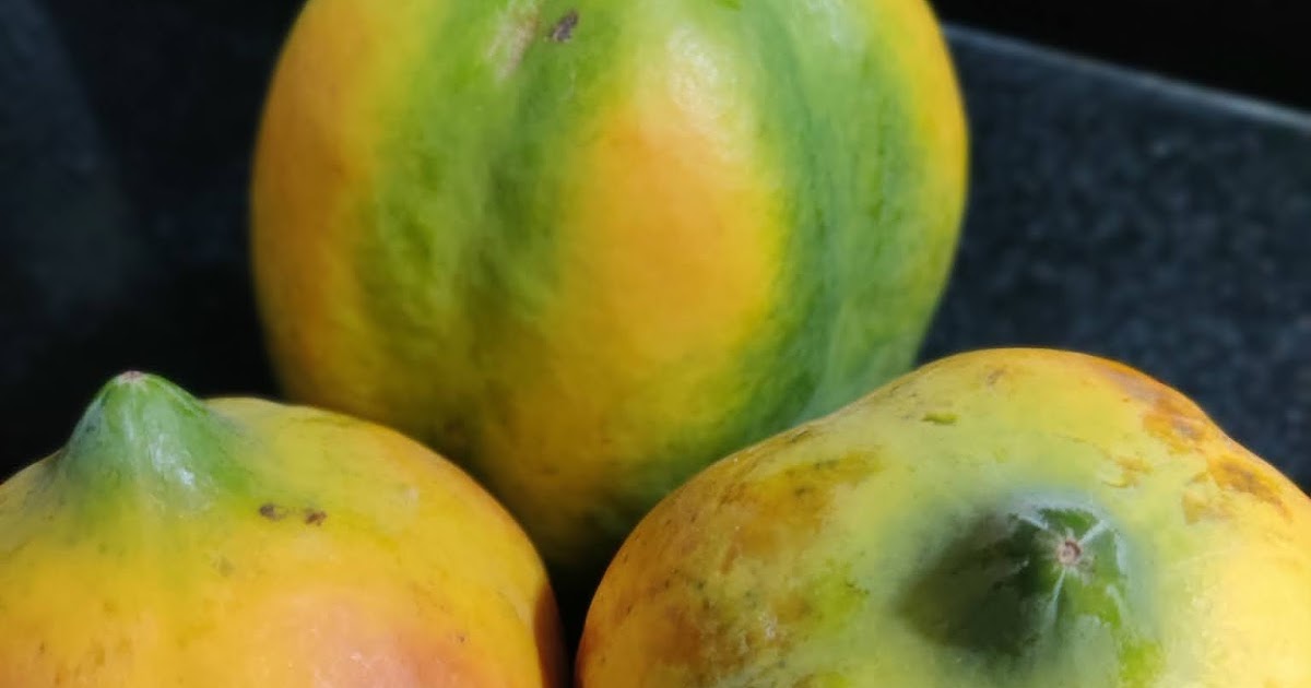 Papaya/papita - Health benefits, application, chemical constituents and ...