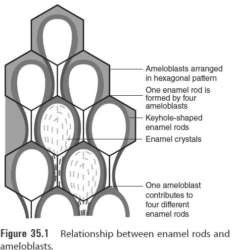 Enamel structures 2 l Oral histology & biology MCQs for dental students ...