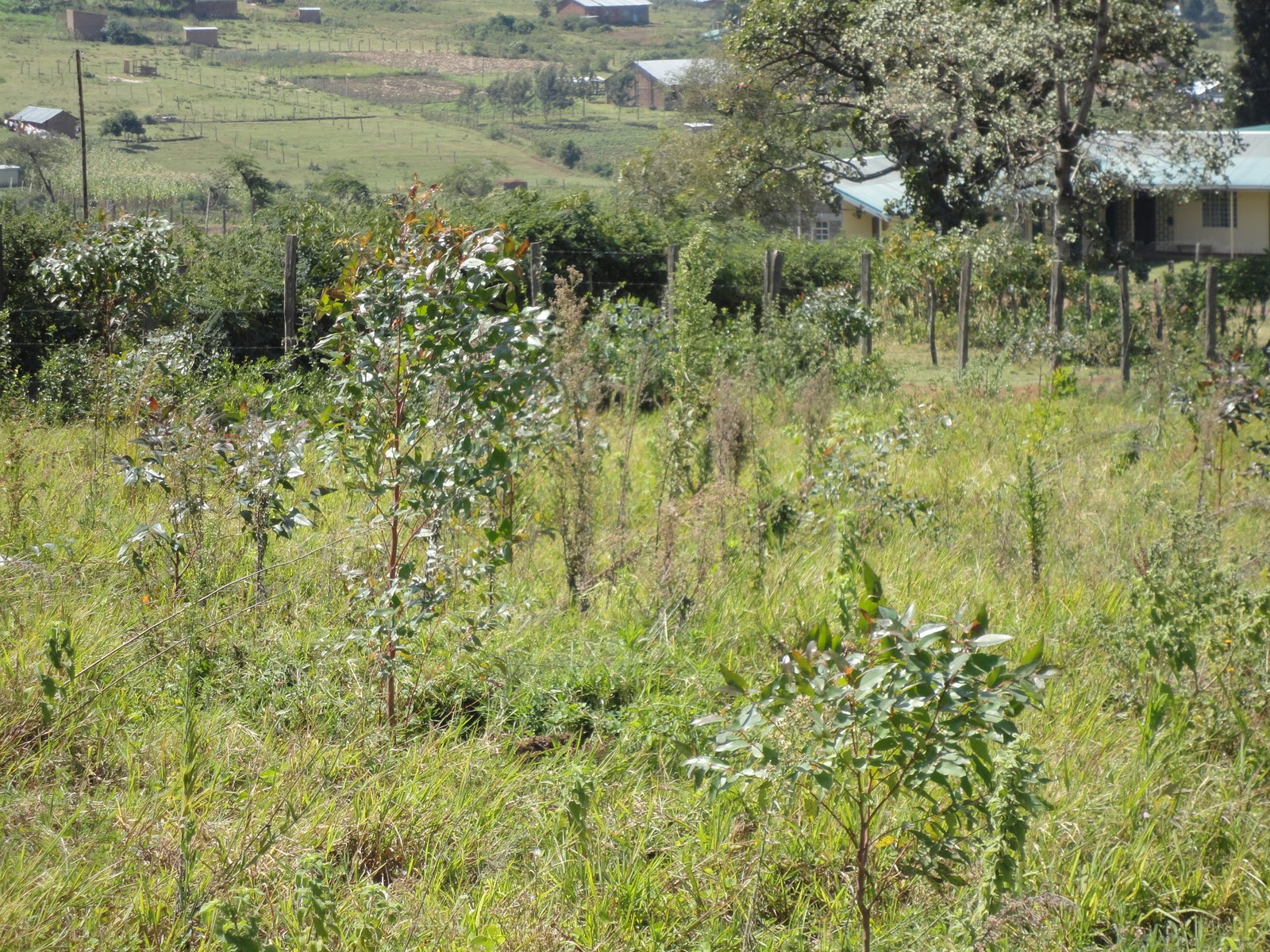 CONSERVATION vs COMMUNITY;Boundary Trees Planting and Community Based ...