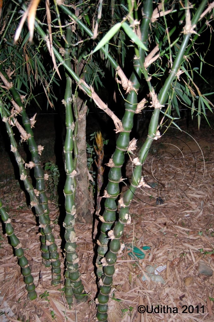 FOREST BIRD: The HistoricThorny Bamboo of Pethangoda