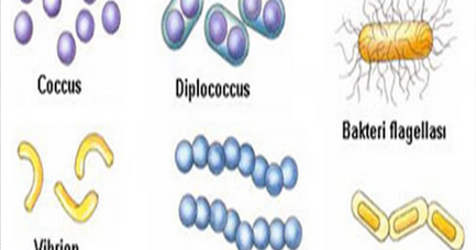 Jenis-Jenis/Macam-Macam Bakteri dan Contohnya Lengkap - Artikel Materi ...