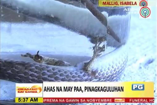 Snake with legs captured in Isabela, video now viral