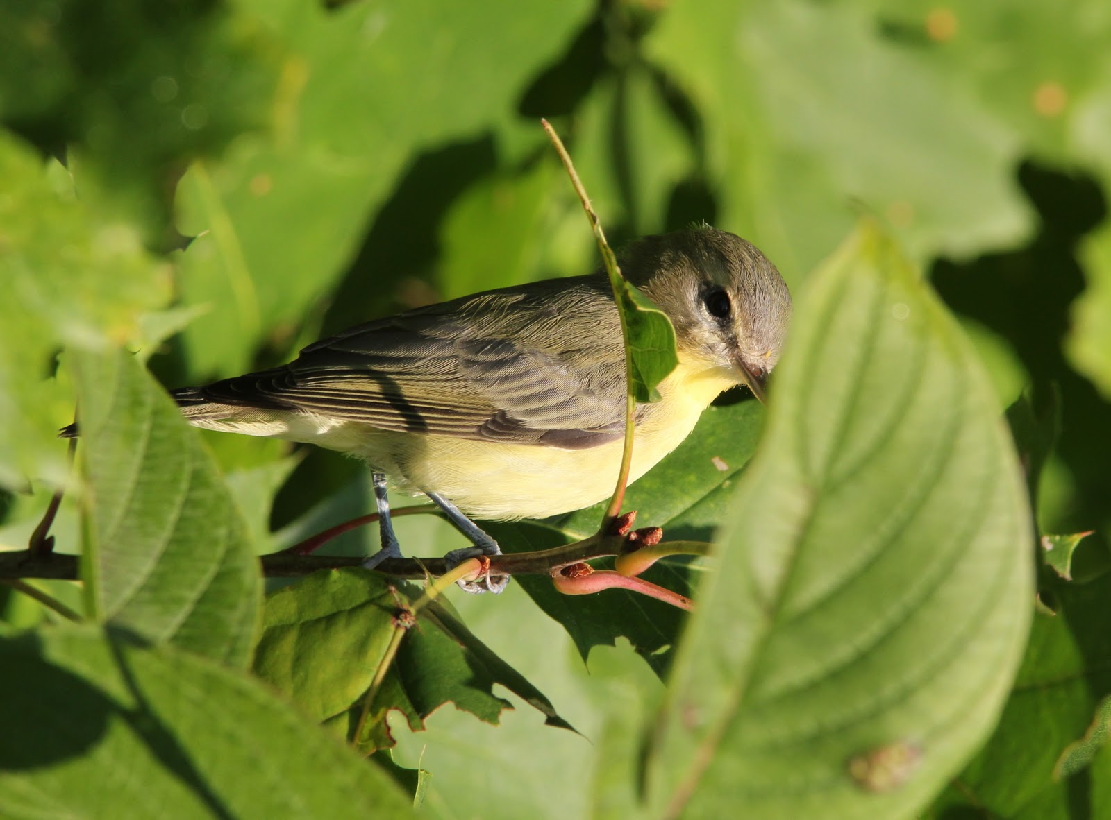 'Burg Birder: Birds of Kent County--A. A. Wood