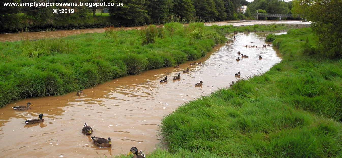 Simply Superb Swans: Silted River
