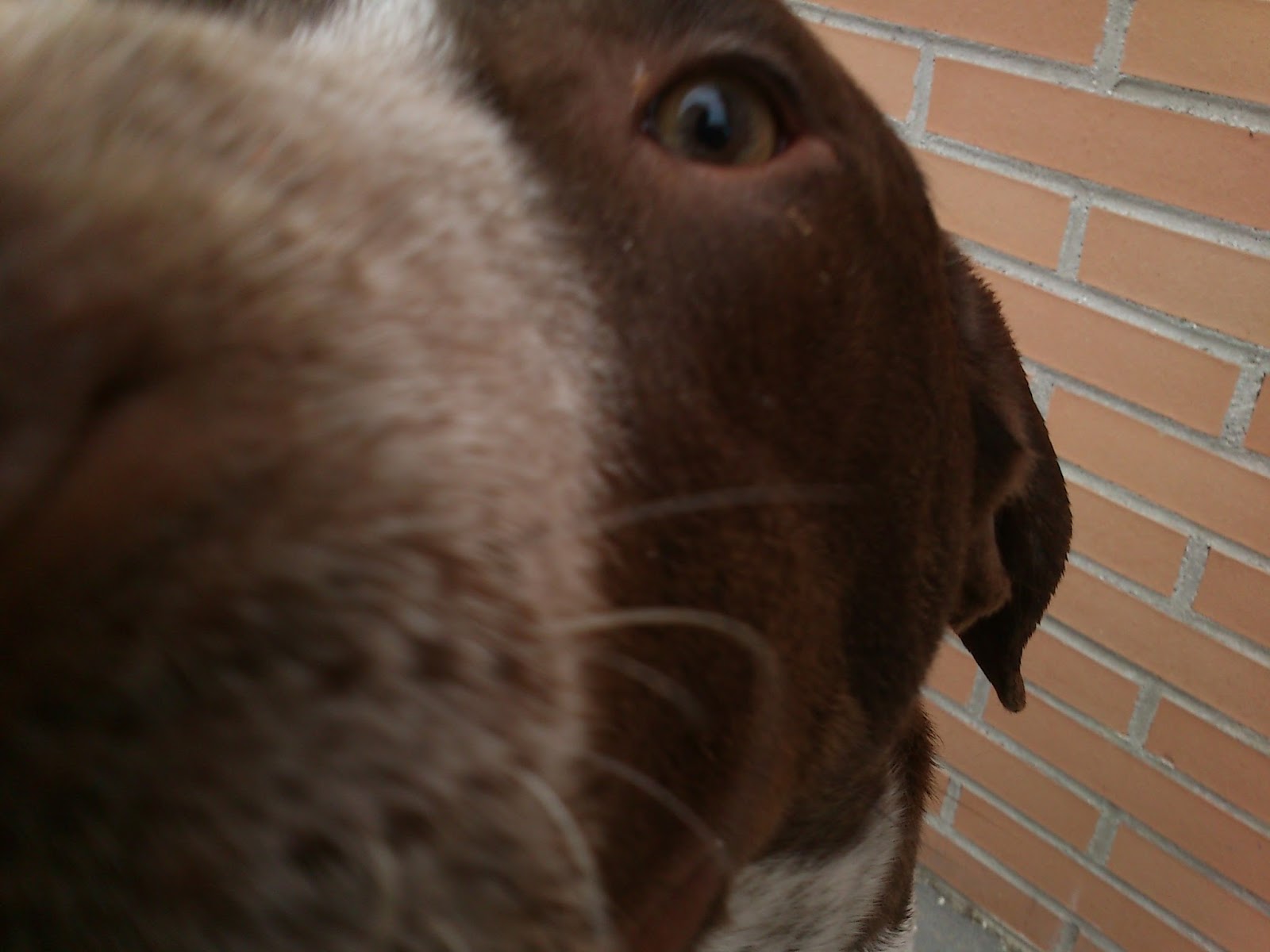 CENTRO DE PROTECCIÓN ANIMAL ARROYOMOLINOS.: PERROS BUSCANDO SU HOGAR