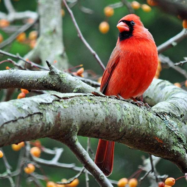 TELUGU WEB WORLD: Red-rover BIRD IMAGE