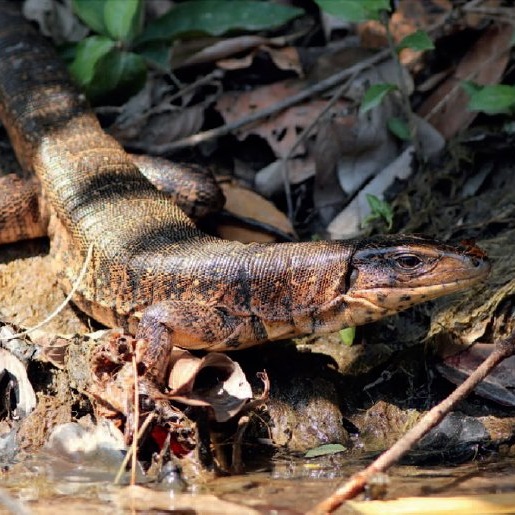 Species New to Science: [Herpetology • 2018] Tupinambis matipu • A New ...