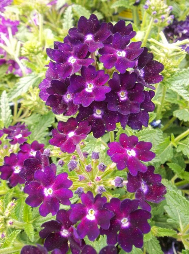 Future Plants by Randy Stewart: Verbena