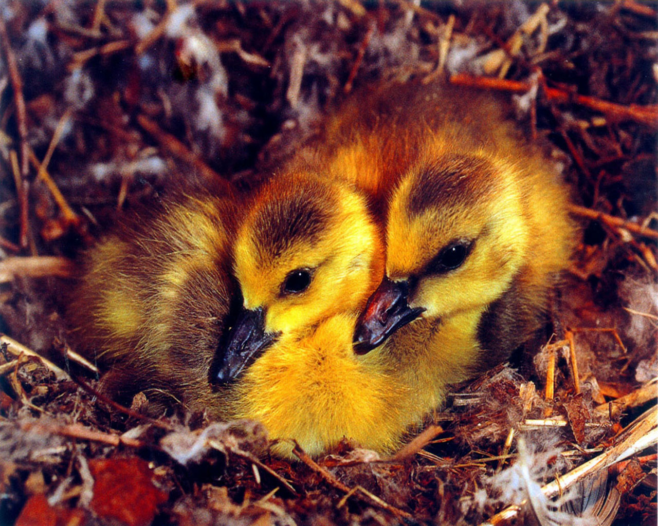 Best Jungle Life: Baby Animals & Baby Animal Pics & Baby Animal Wallpapers