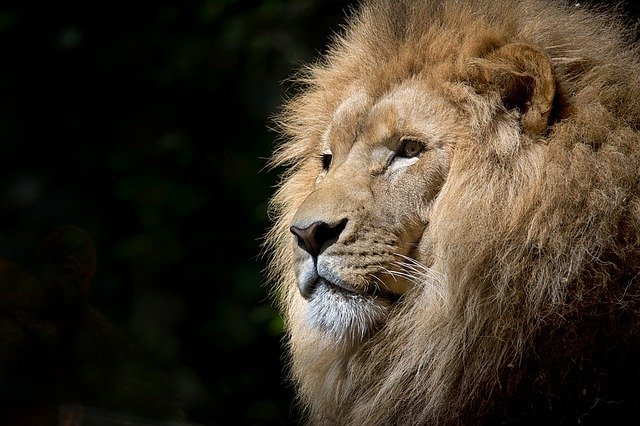 Best Royalty free lion images to use free-copyright free images of lion
