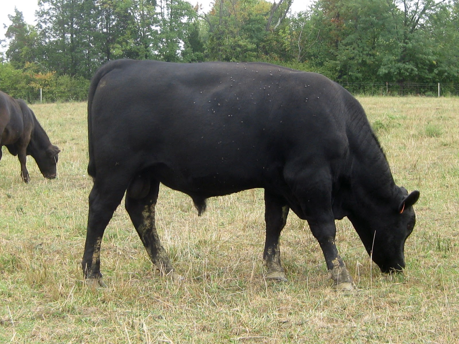 Sweet Meadow Sampler: All About American Limousin Cattle