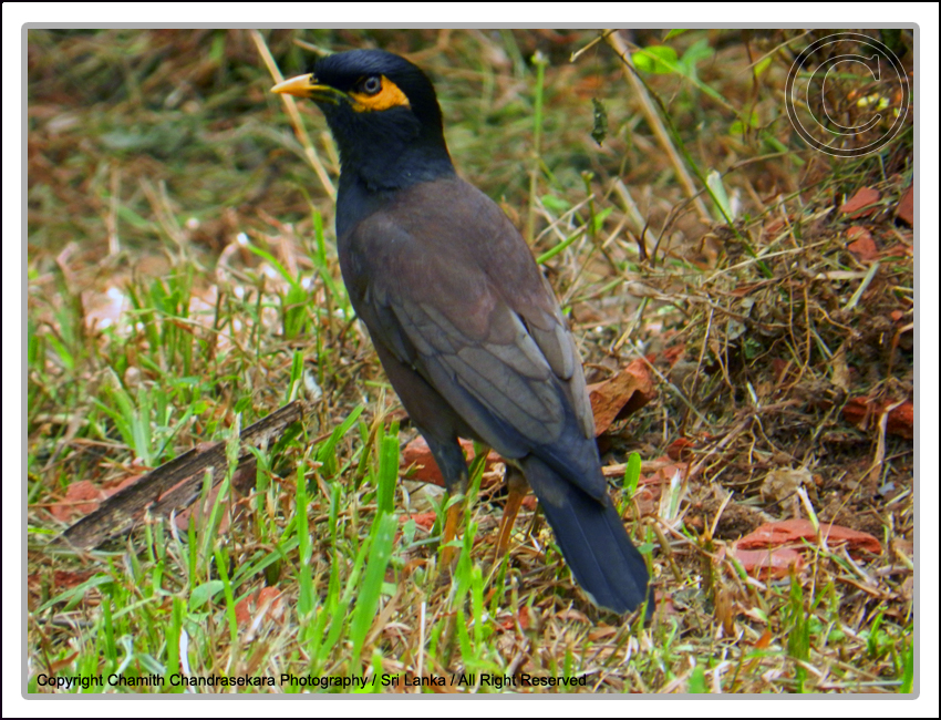 Chamith Chandrasekara - Photography: Common Myna (Acridotheres tristis)